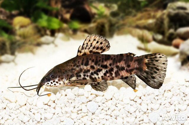 Сом Таракатум