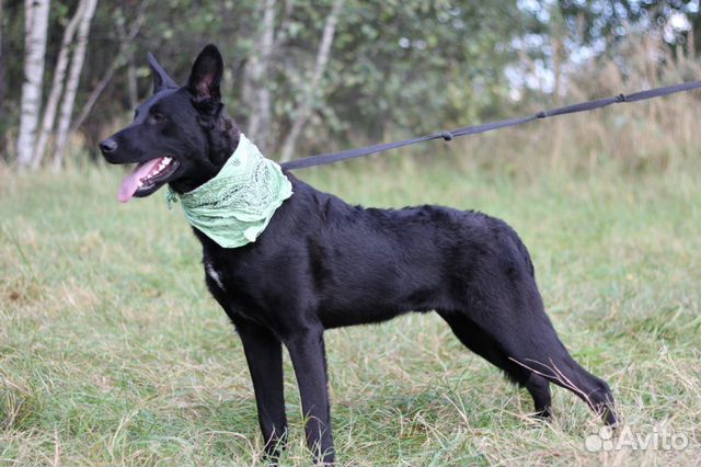 Красивый и добрый Тим из приюта