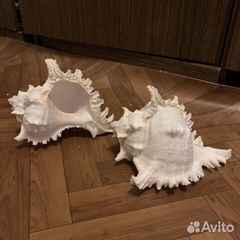 Ракушки большие Таиланд