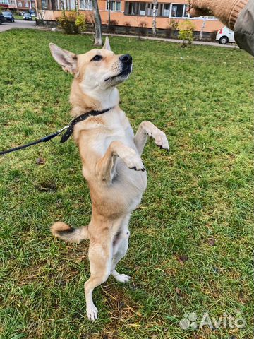 Верный Майк ищет Дом