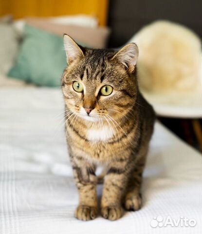 Кот в добрые руки