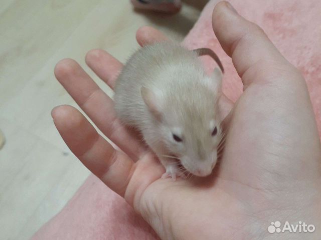 Крысята 1 месяц