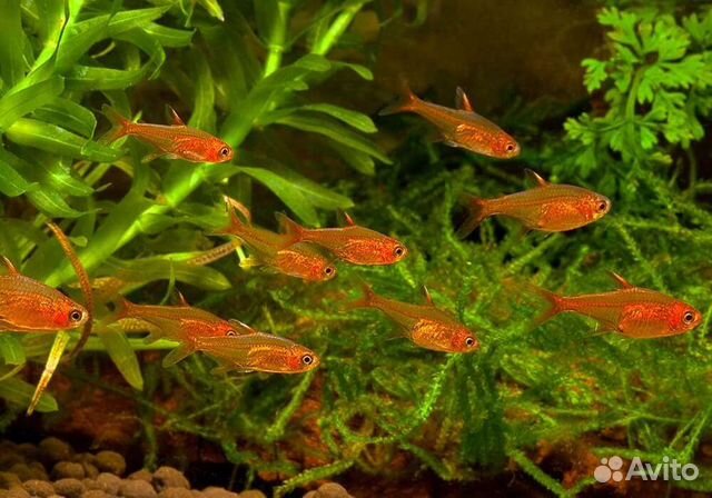 Тетра аманда