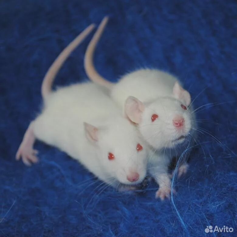 Крысята