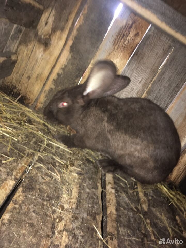 Кролик
