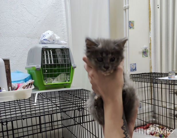 Слепому котенку нужен дом