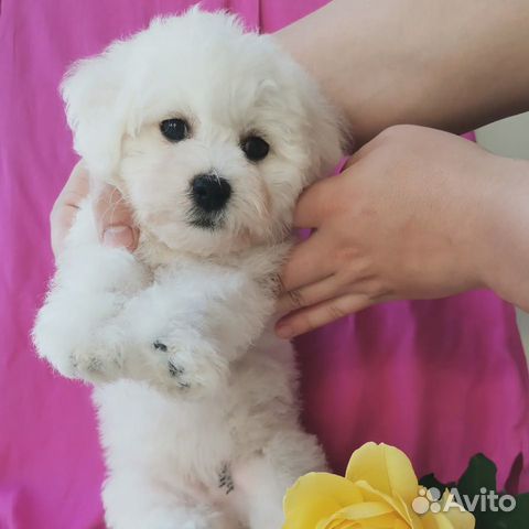 Щенки бишон фризе