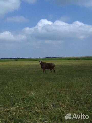 Племенной боран гисар