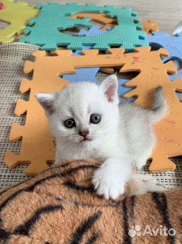 Котята британская серебристая шиншилла