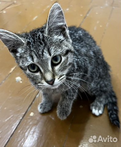 Котенок девочка с интересным окрасом