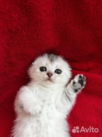 Шотландские вислоухие котята
