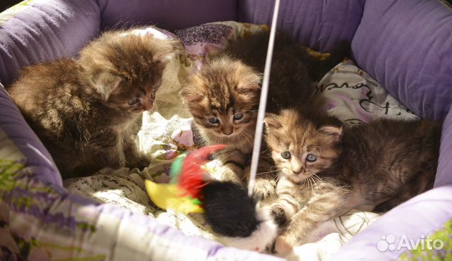 Отдам котенка в добрые и ответственные руки