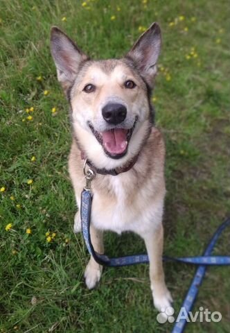 Дик, собака бесплатно в добрые руки