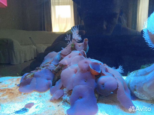 Дискоактиния