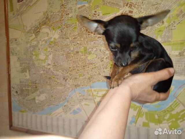 Продаётся маленькая кукольная щенок-девочка 6 мес