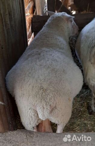 Овцы бараны