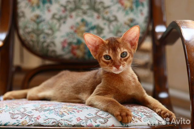 Абиссинская кошка