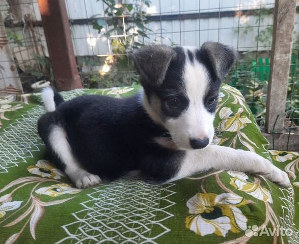 Ждет хозяина щенок мальчик Пират