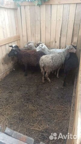 Овцы бараны