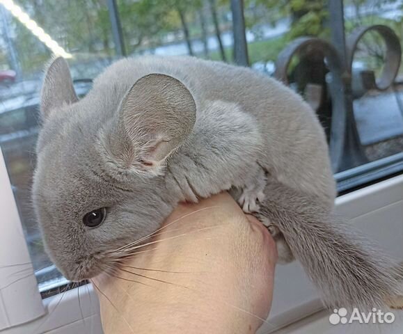 Шиншилла бархатный фиолет нс67