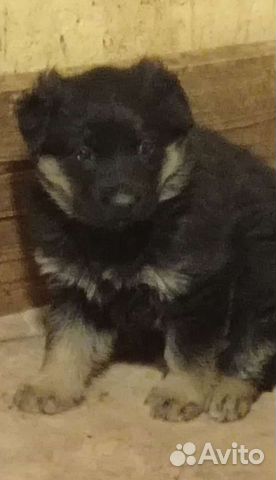 Щенки немецкой овчарки в добрые руки