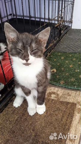 Кот, котенок Оливер