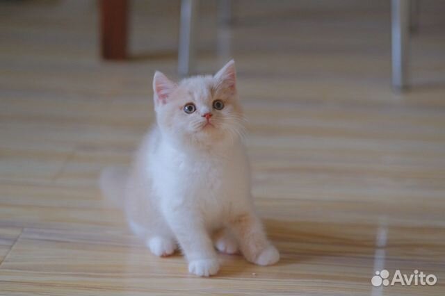 Британский Малыш