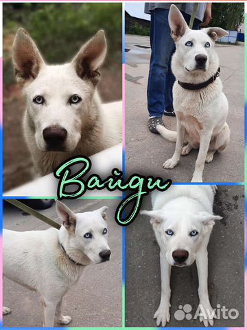 Белоснежная хаски Вайди ищет любящих хозяев