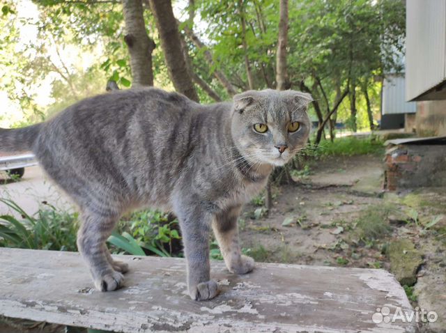 На улице пропадает вислоухий кот