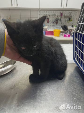 Котенку нужен дом или передержка