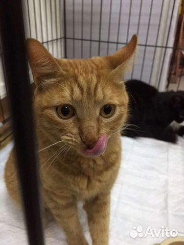 Рыжий котик и кошечка ищут новый дом