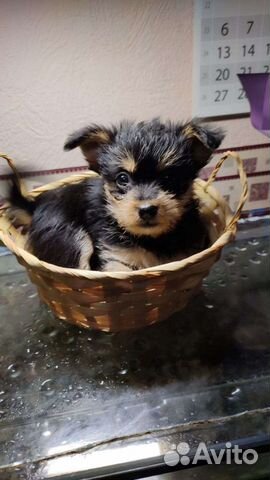 Йоркширский терьер