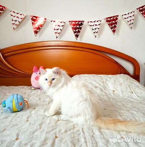 Румяный кот Илюша,7мес