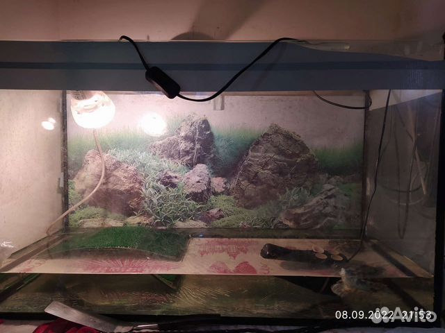 Коасноухие черепахи