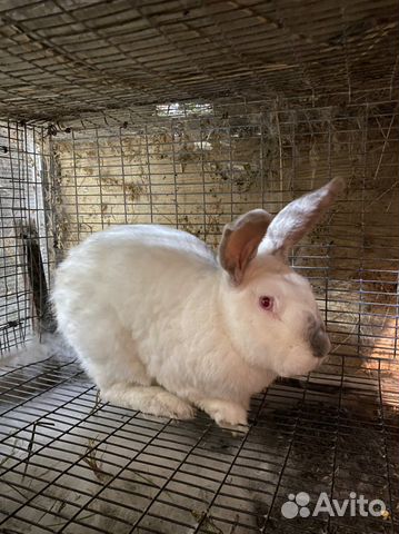 Кролик калифорнийский самец