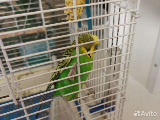 Волнистый попугай девочка