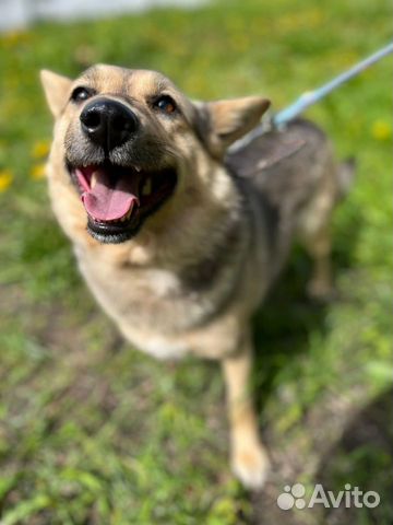 У меня есть только клетка приюта