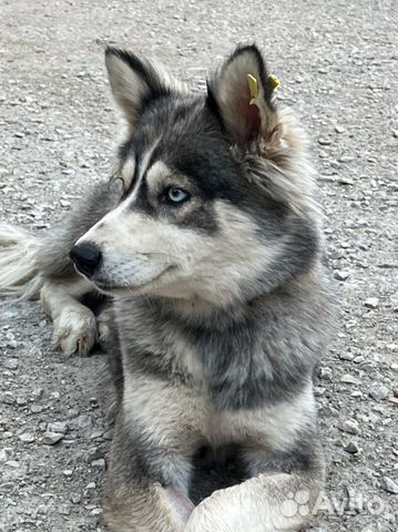 Сибирский хаски