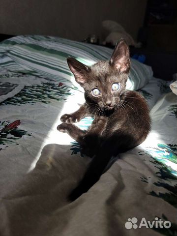 Кошки