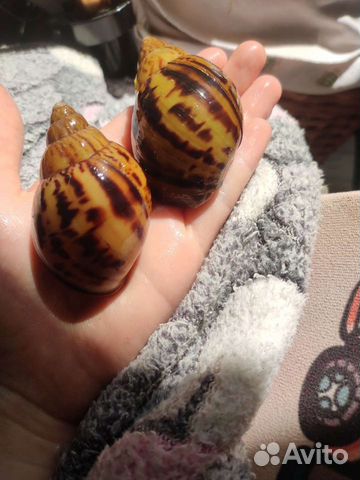 Ахатина ахатина тигр