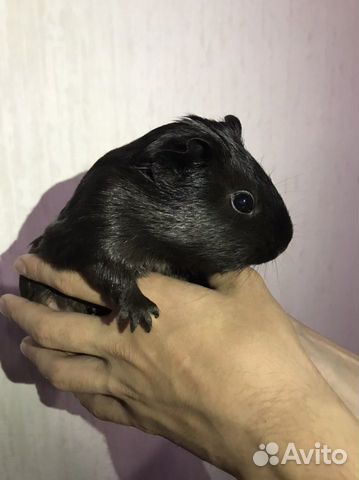 Морские свинки