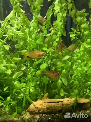 Тетры миноры отдам двух рыбок