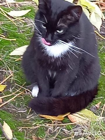 Отдадим котика в добрые руки