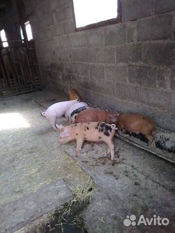 Поросята 1.5 мес., 6 штук