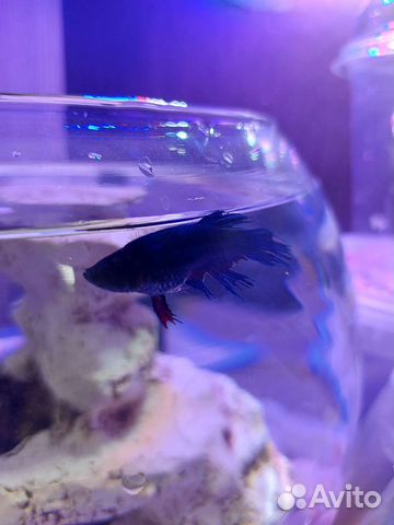 Рыбка петушок (самка) тёмно-синего цвета