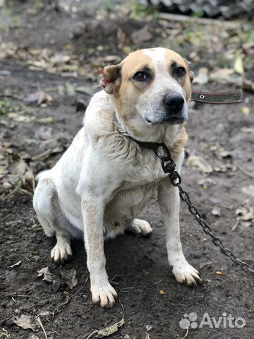 Ищем семью для собаки