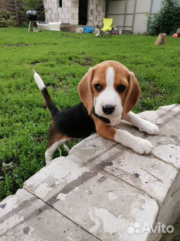 Щенки бигль девочка