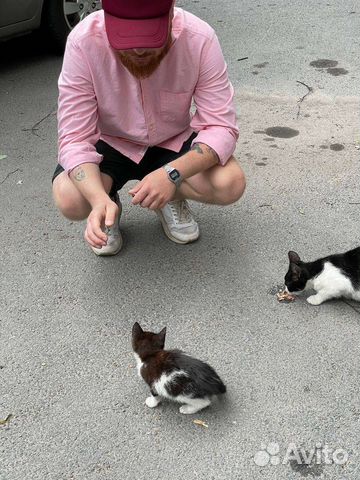 Котенок хорошенький