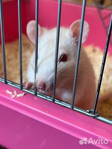 Декоративная Крыса с клеткой