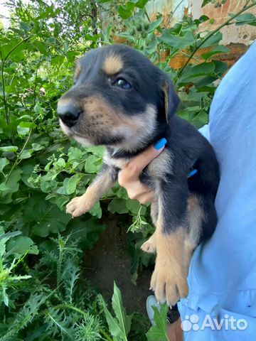 Восточноевропейская овчарка щенки метисы